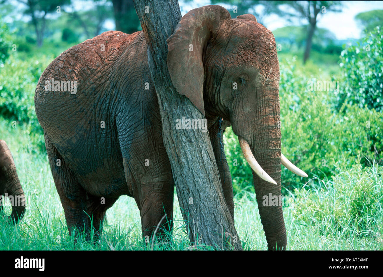 Elephant scratching tree hi-res stock photography and images - Alamy