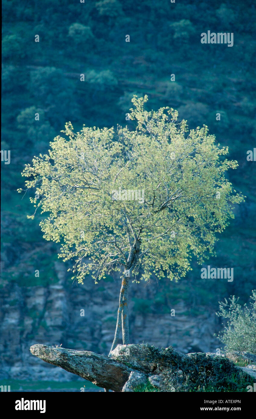 Young Olive Tree Stock Photo - Alamy