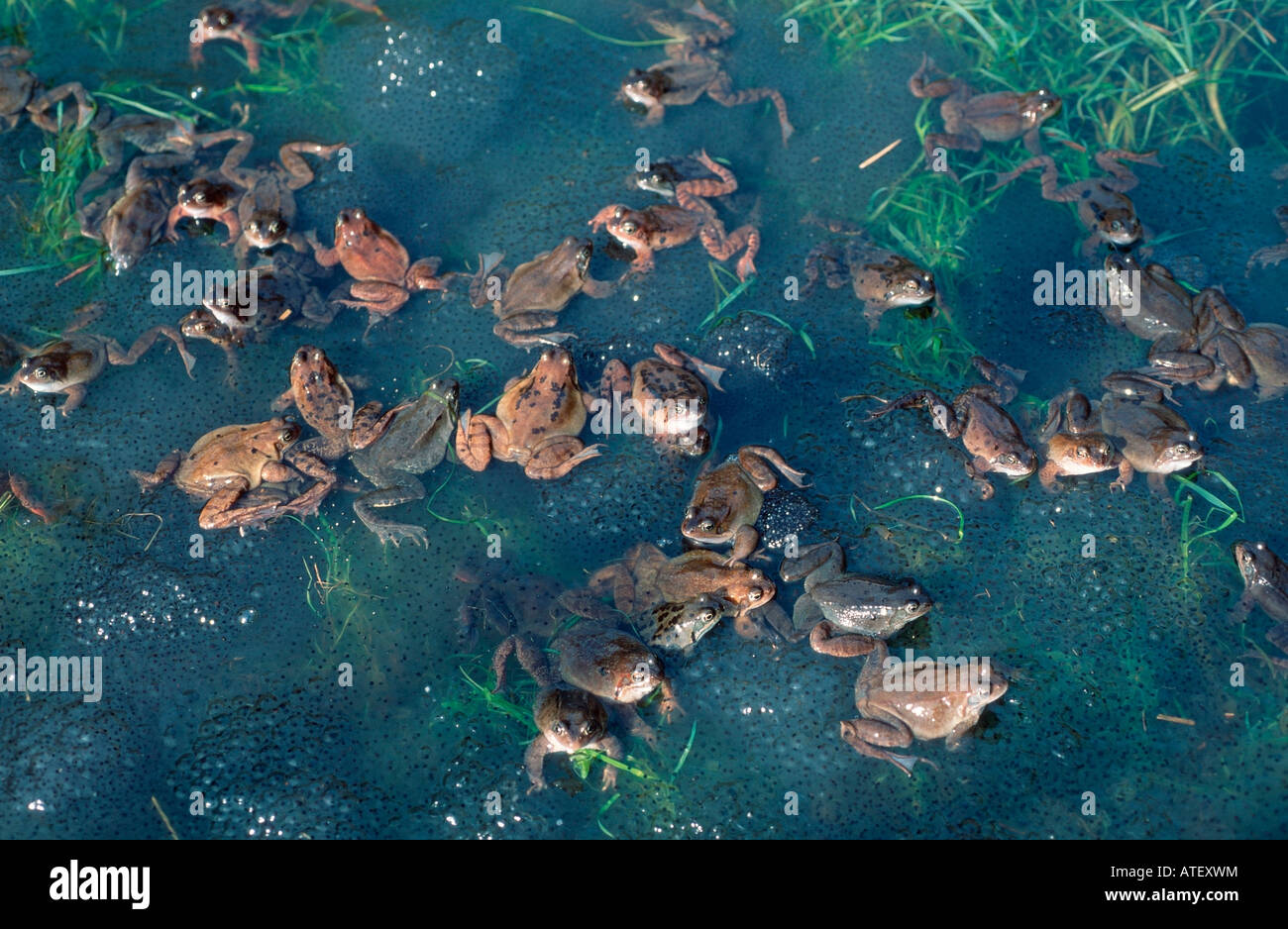 Common European Frog Stock Photo - Alamy