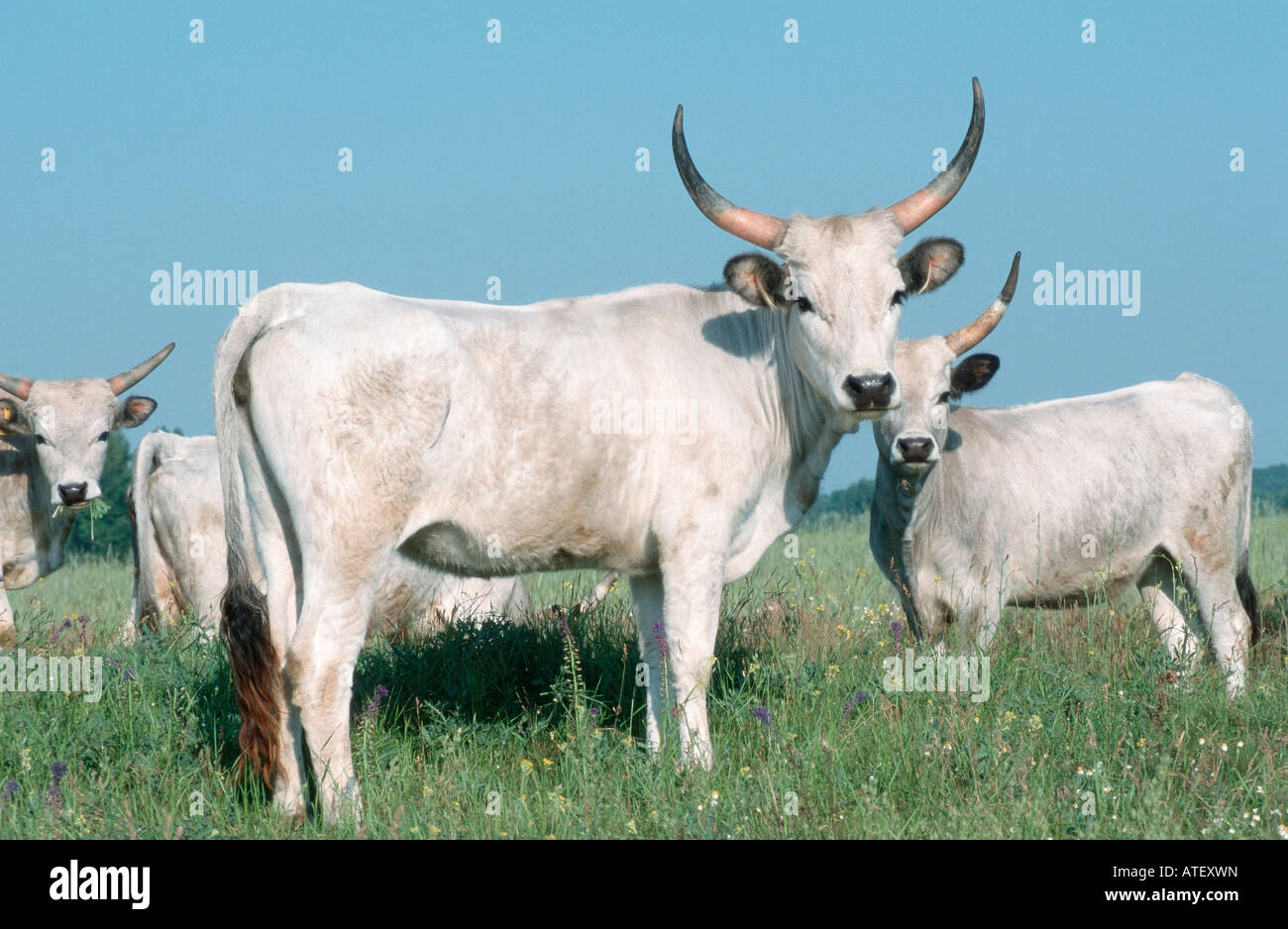 Grey cattle hi-res stock photography and images - Alamy