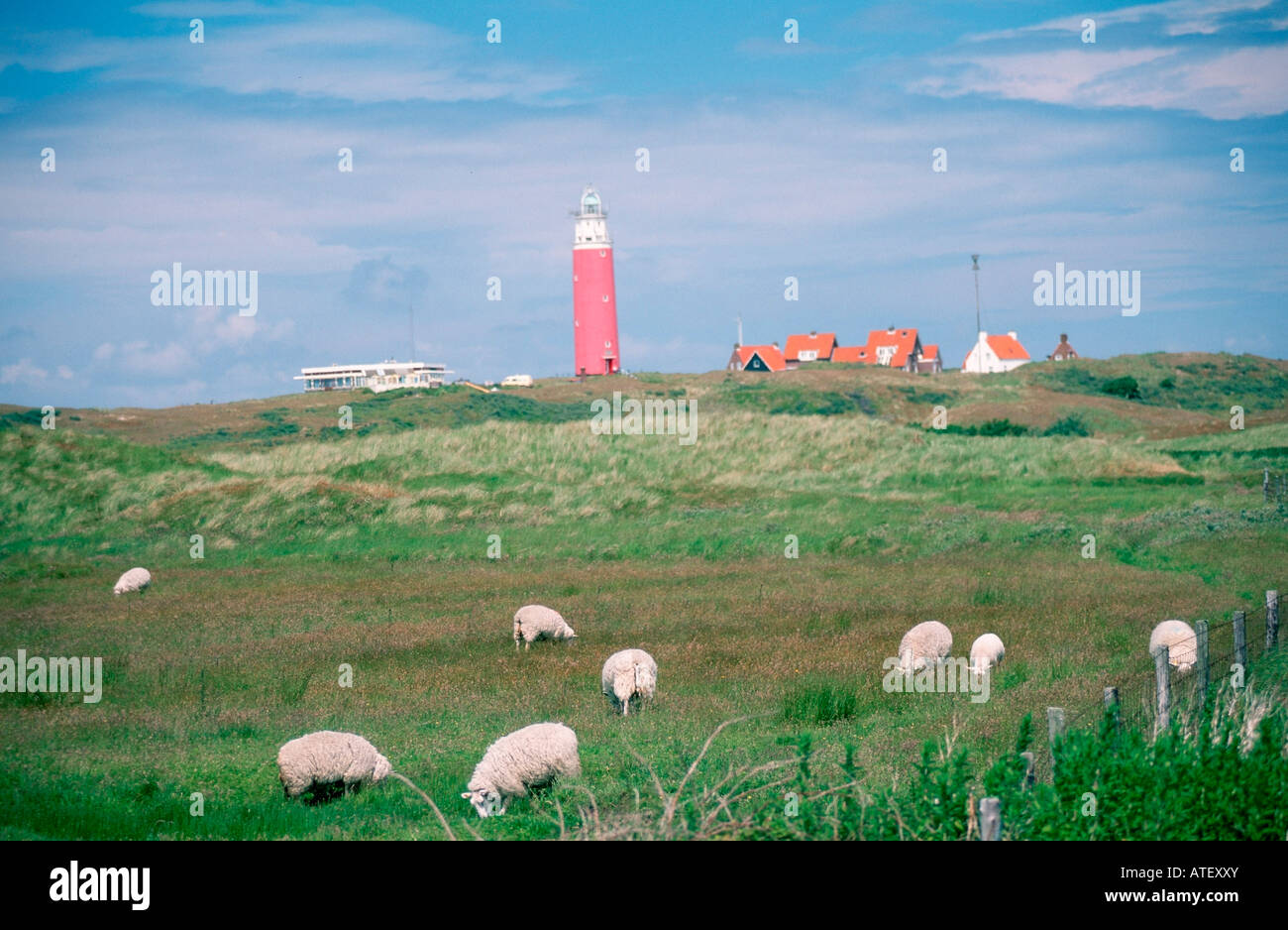 Sheep and Lighthouse Stock Photo - Alamy