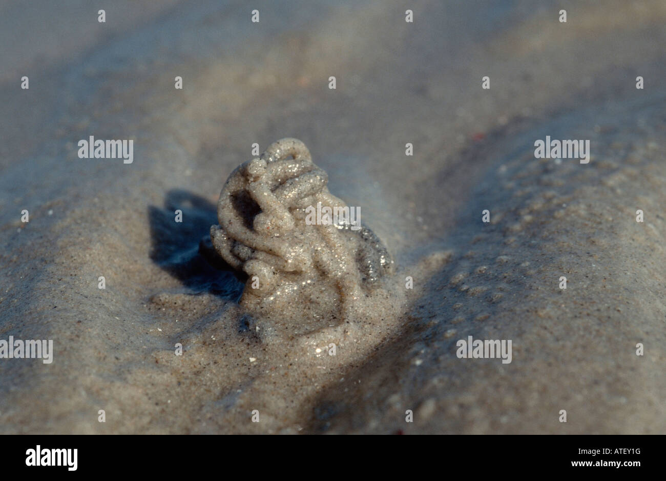 European Lug Worm cast Stock Photo - Alamy