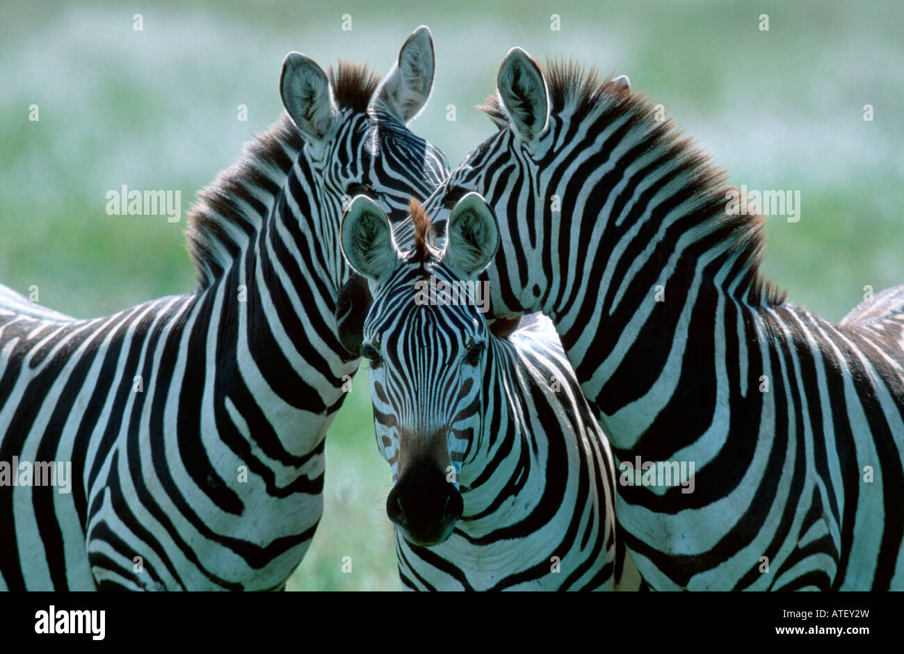 Burchell's Zebra / Common Zebra Stock Photo - Alamy Burchell's Zebra / Common Zebra Stock Photo - Alamy
