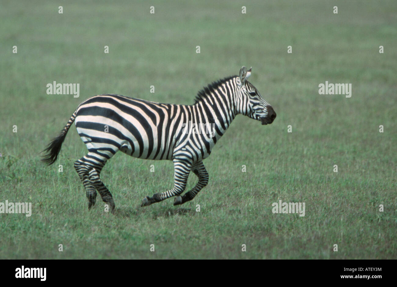 Burchell's Zebra / Common Zebra Stock Photo - Alamy Burchell's Zebra / Common Zebra Stock Photo - Alamy