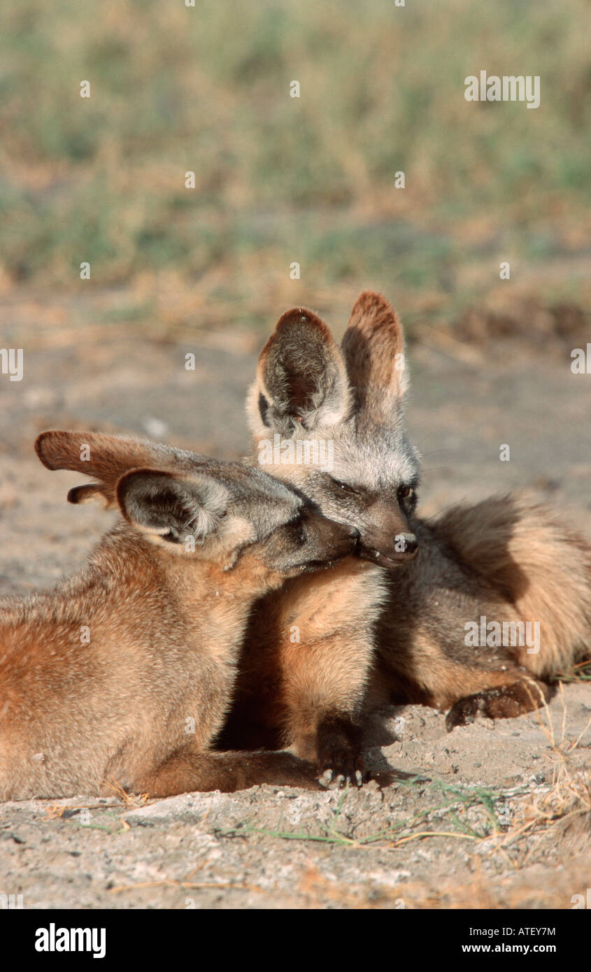 Bat eared fox and two hi-res stock photography and images - Alamy