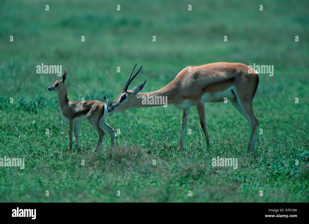 Female grants gazelle hi-res stock photography and images - Alamy