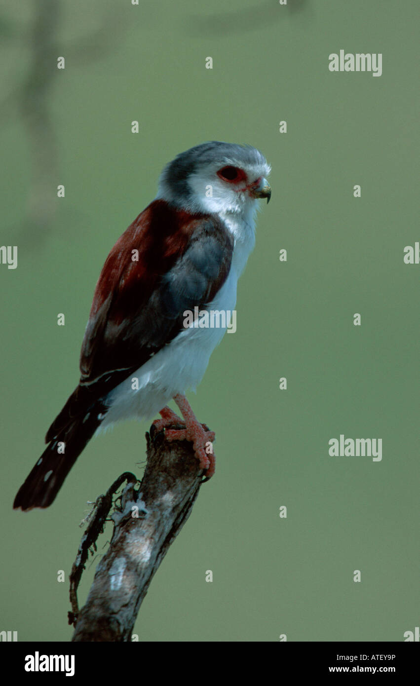 African Pygmy Falcon Stock Photo - Alamy
