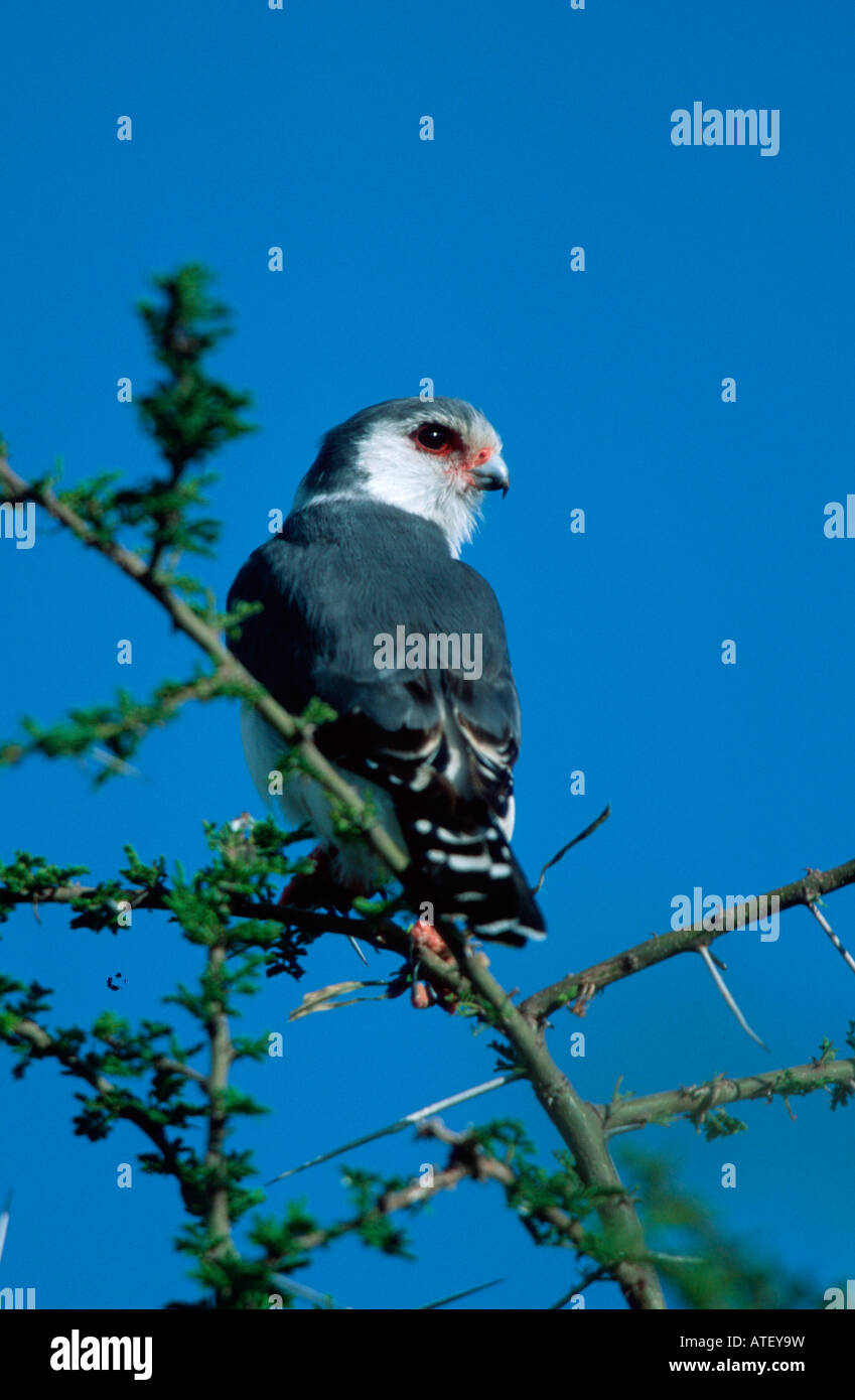 African pygmy falcons hi-res stock photography and images - Alamy