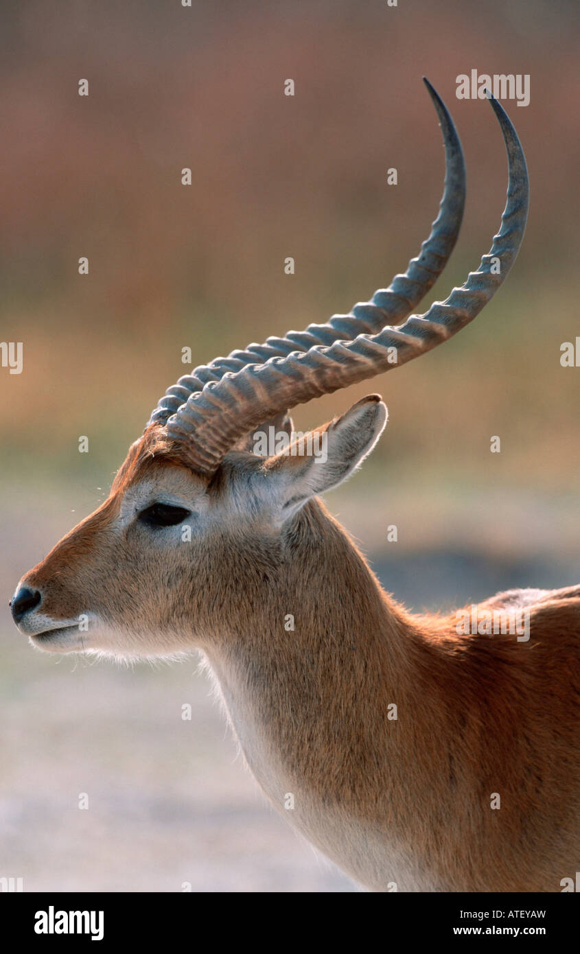 Lechwe waterbuck hi-res stock photography and images - Alamy