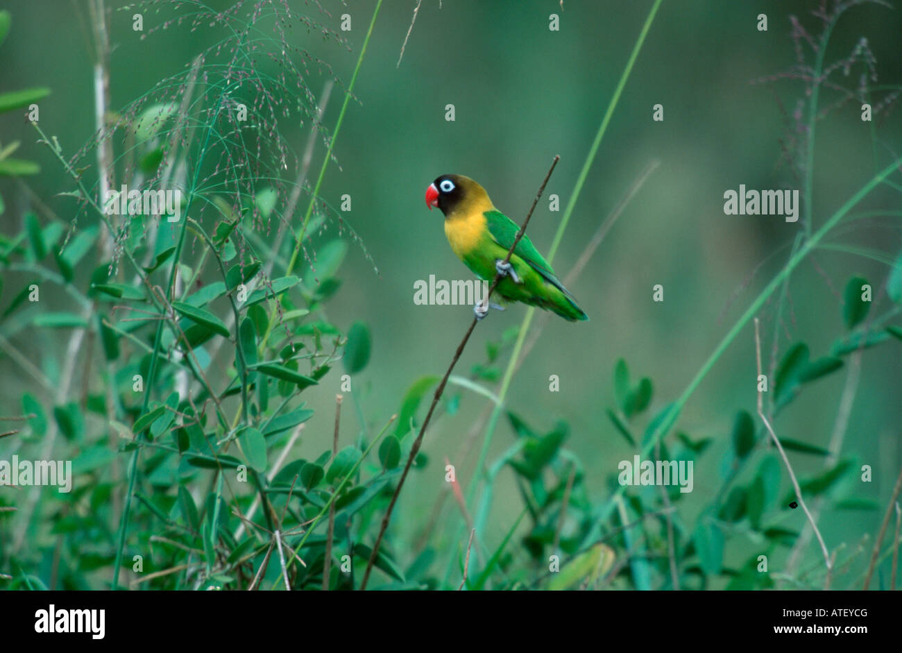 Masked lovebirds hi-res stock photography and images - Alamy