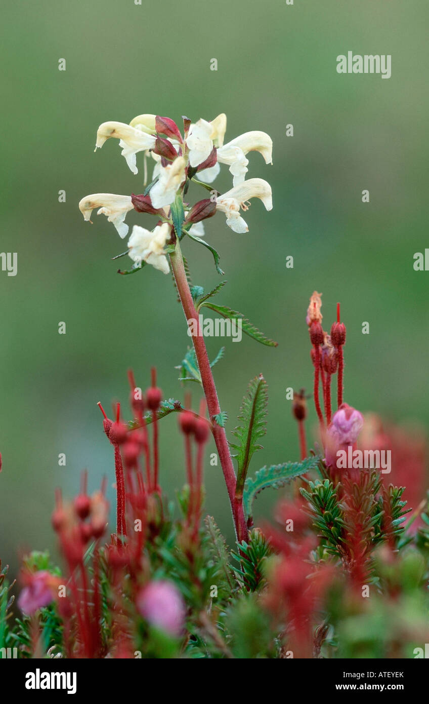 Pedicularis oederi hi-res stock photography and images - Alamy