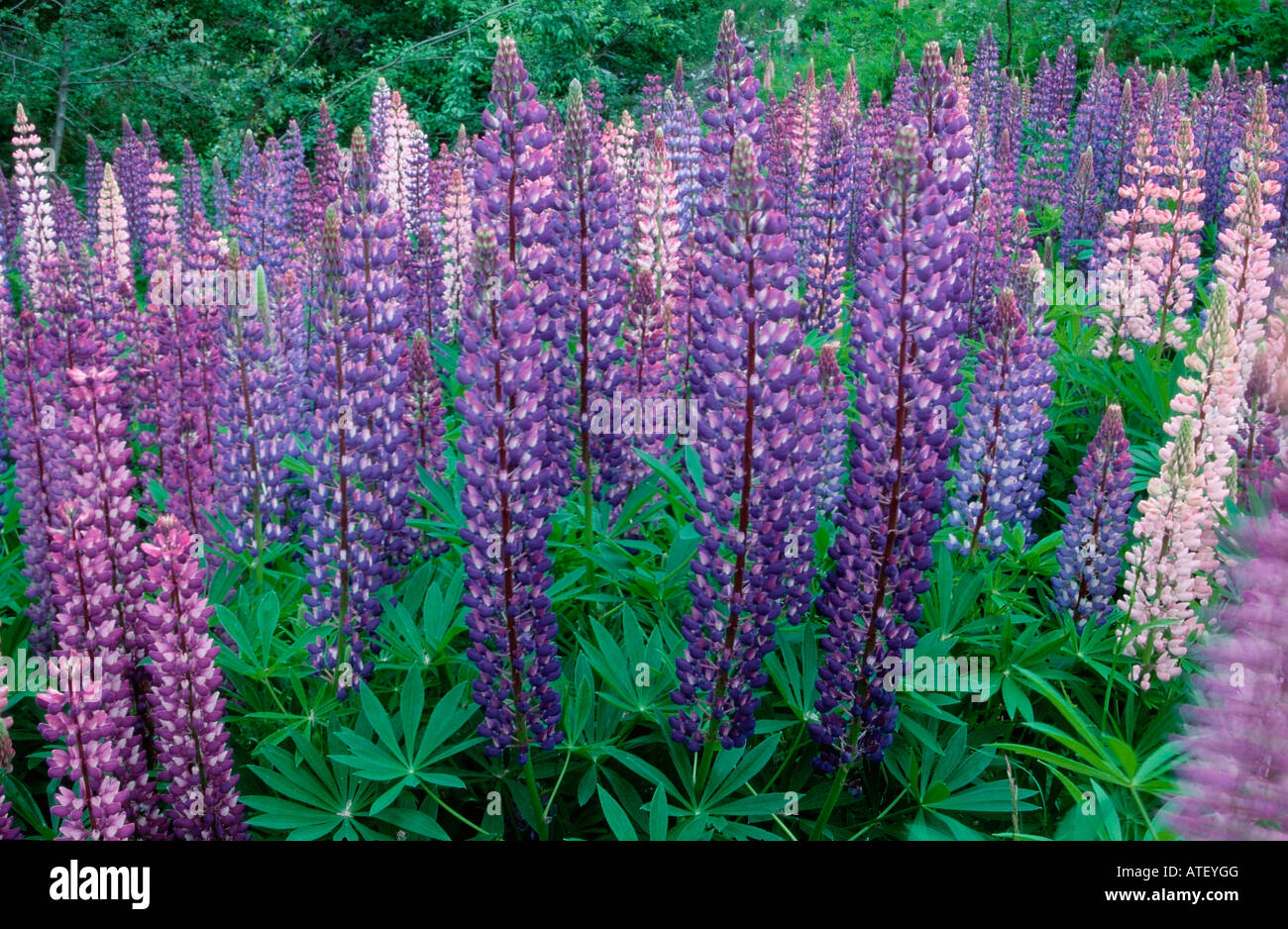 Norway lupins hi-res stock photography and images - Alamy