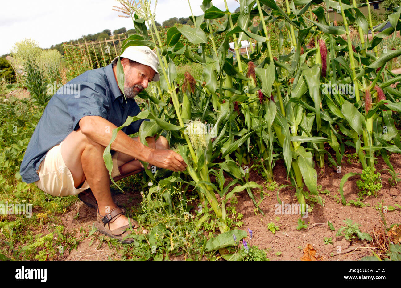 Man inspecting sweet corn on his allotment UK Stock Photo - Alamy