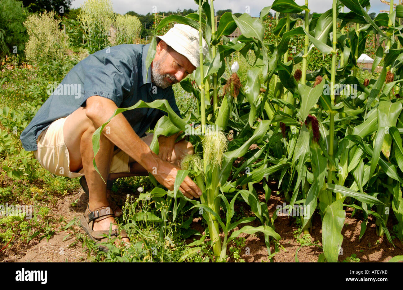 Self growing corn hi-res stock photography and images - Alamy