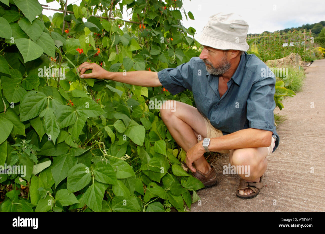 Man inspecting runner beans on his allotment UK Stock Photo - Alamy