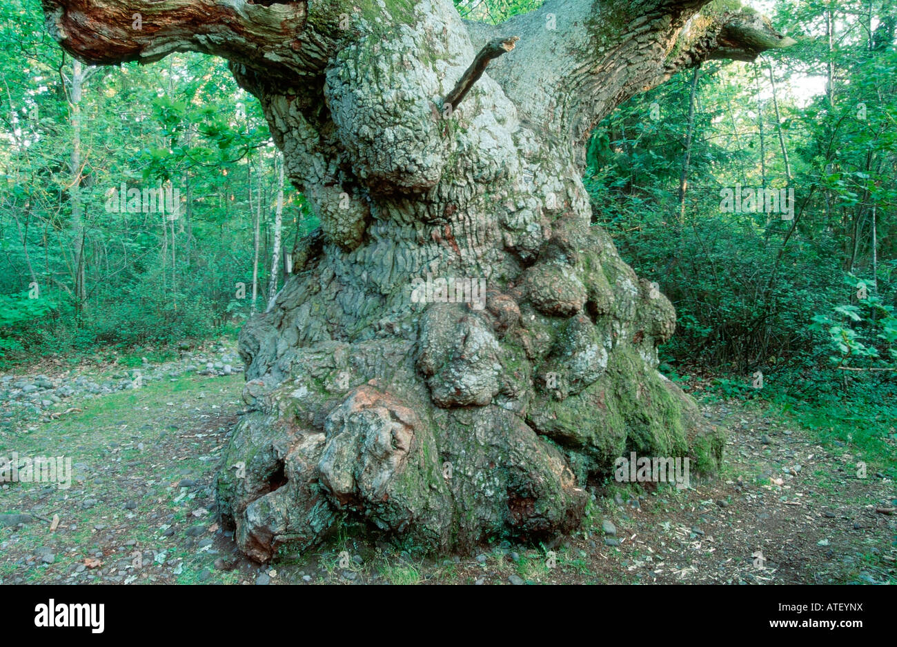 Hundred years oak hi-res stock photography and images - Alamy