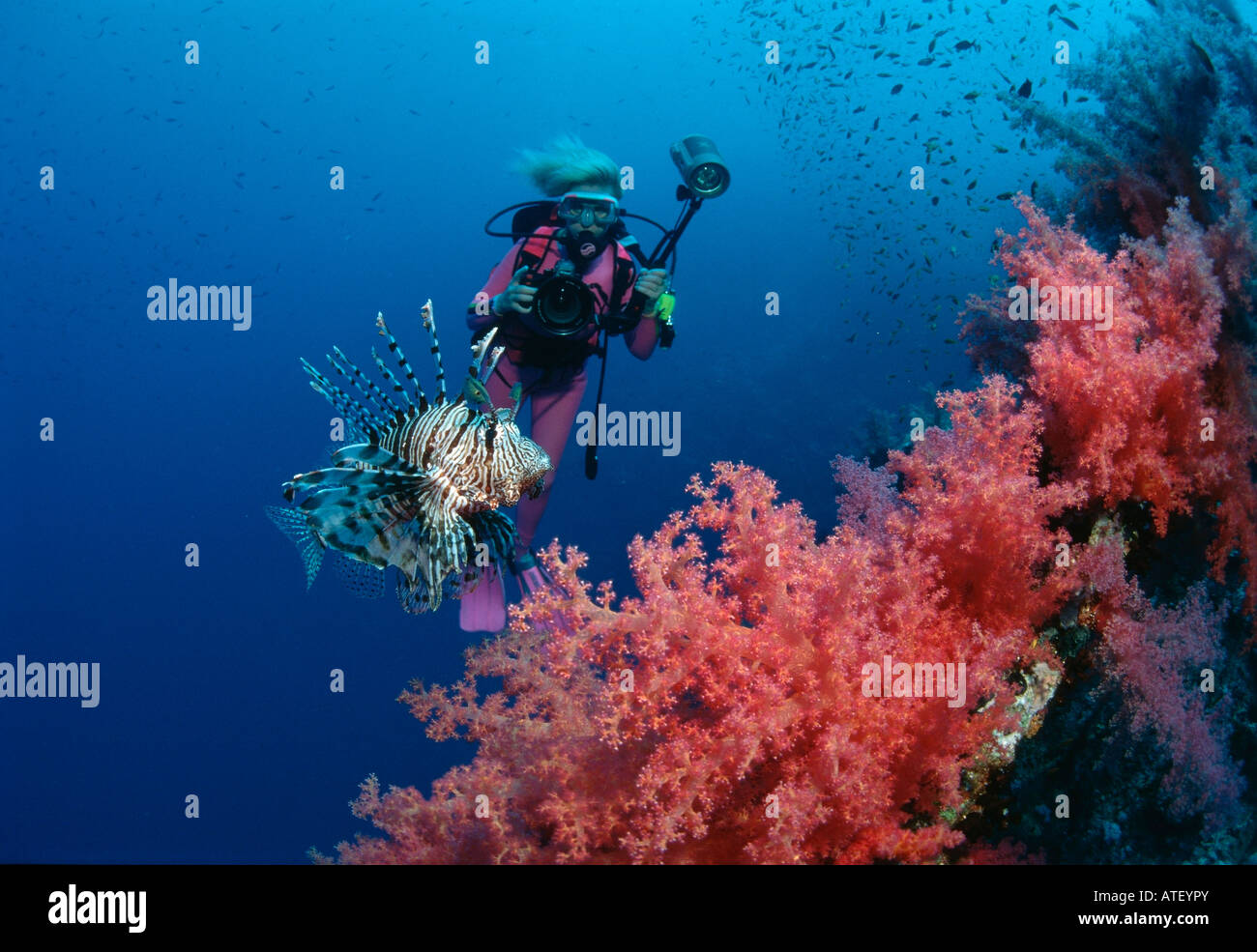 Firefish and diver hi-res stock photography and images - Alamy
