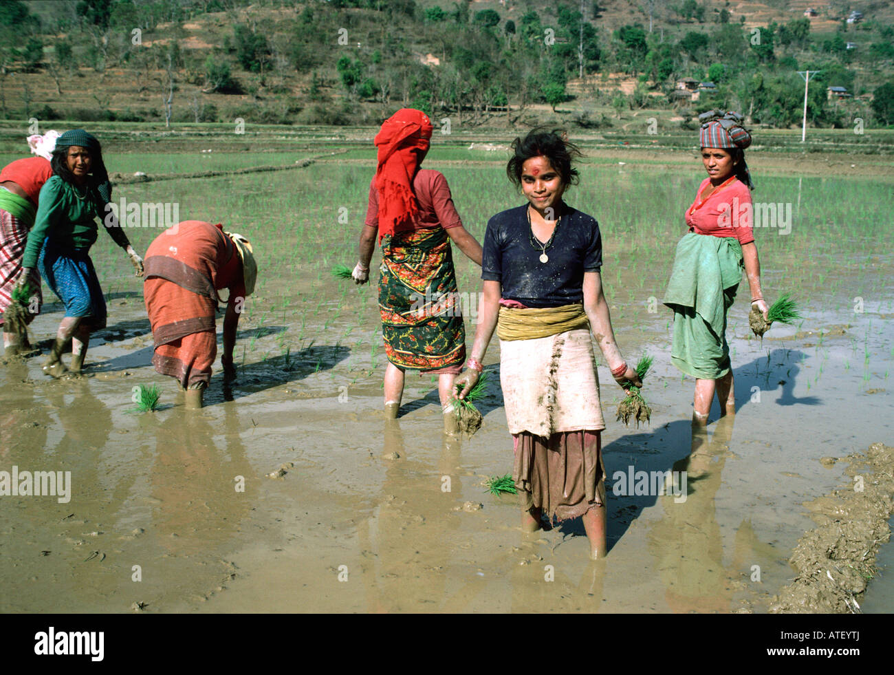 Women planting rice Stock Photo - Alamy