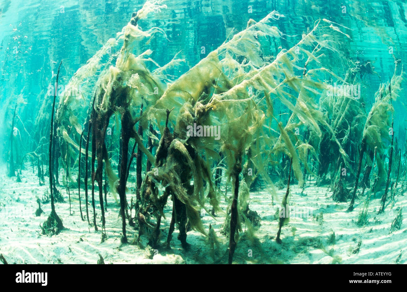 Under water landscape Stock Photo - Alamy