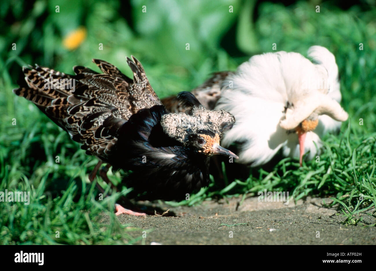 Two ruff birds hi-res stock photography and images - Alamy