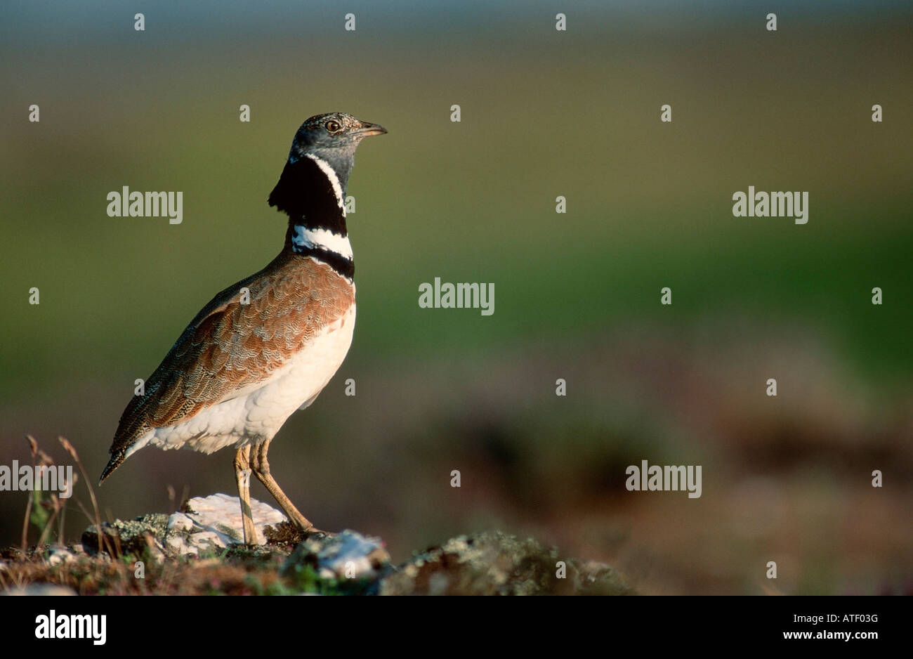 Little bustard male display hi-res stock photography and images - Alamy