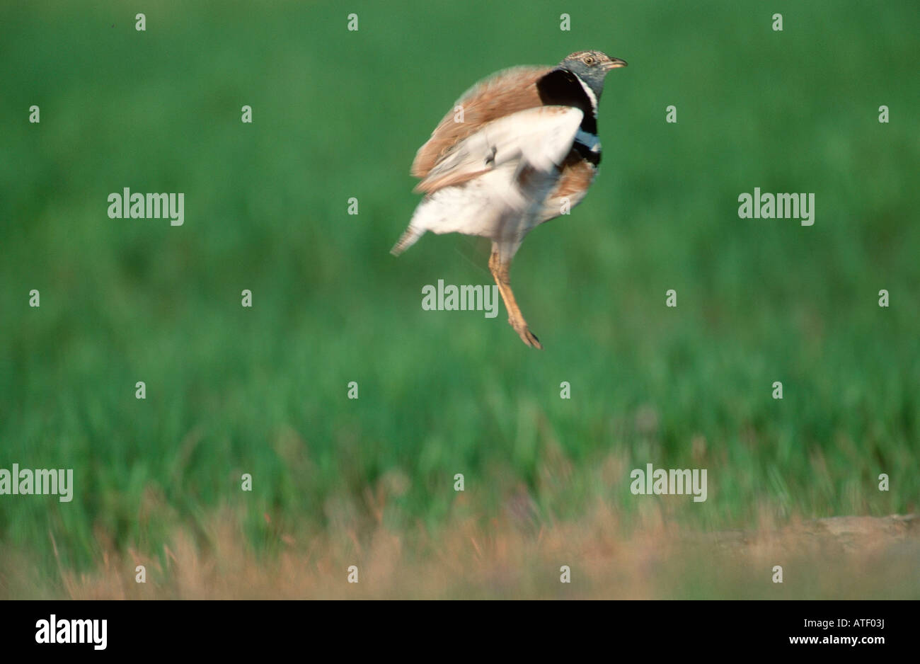 Little bustard male display hi-res stock photography and images - Alamy