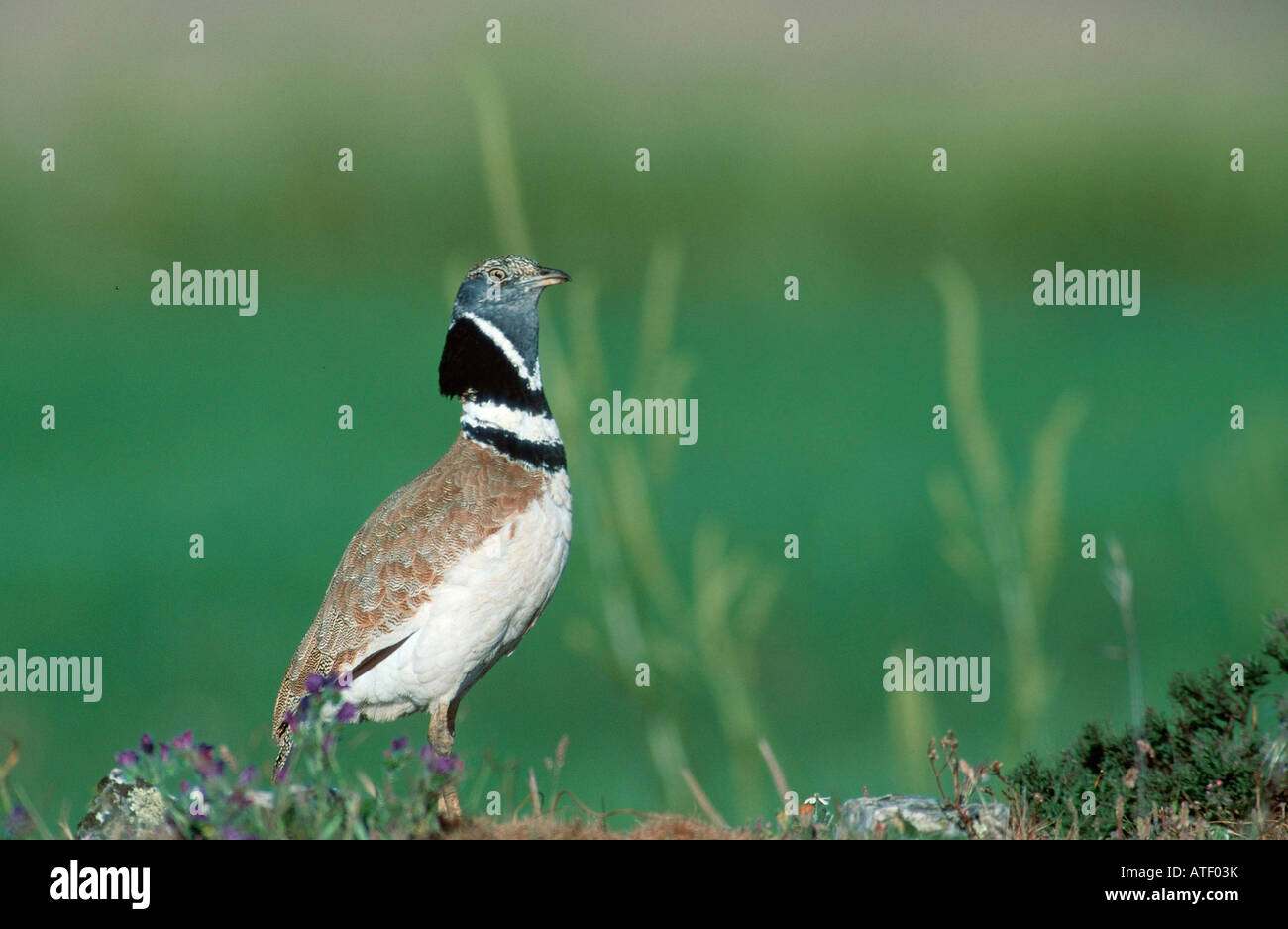 Little bustard male display hi-res stock photography and images - Alamy