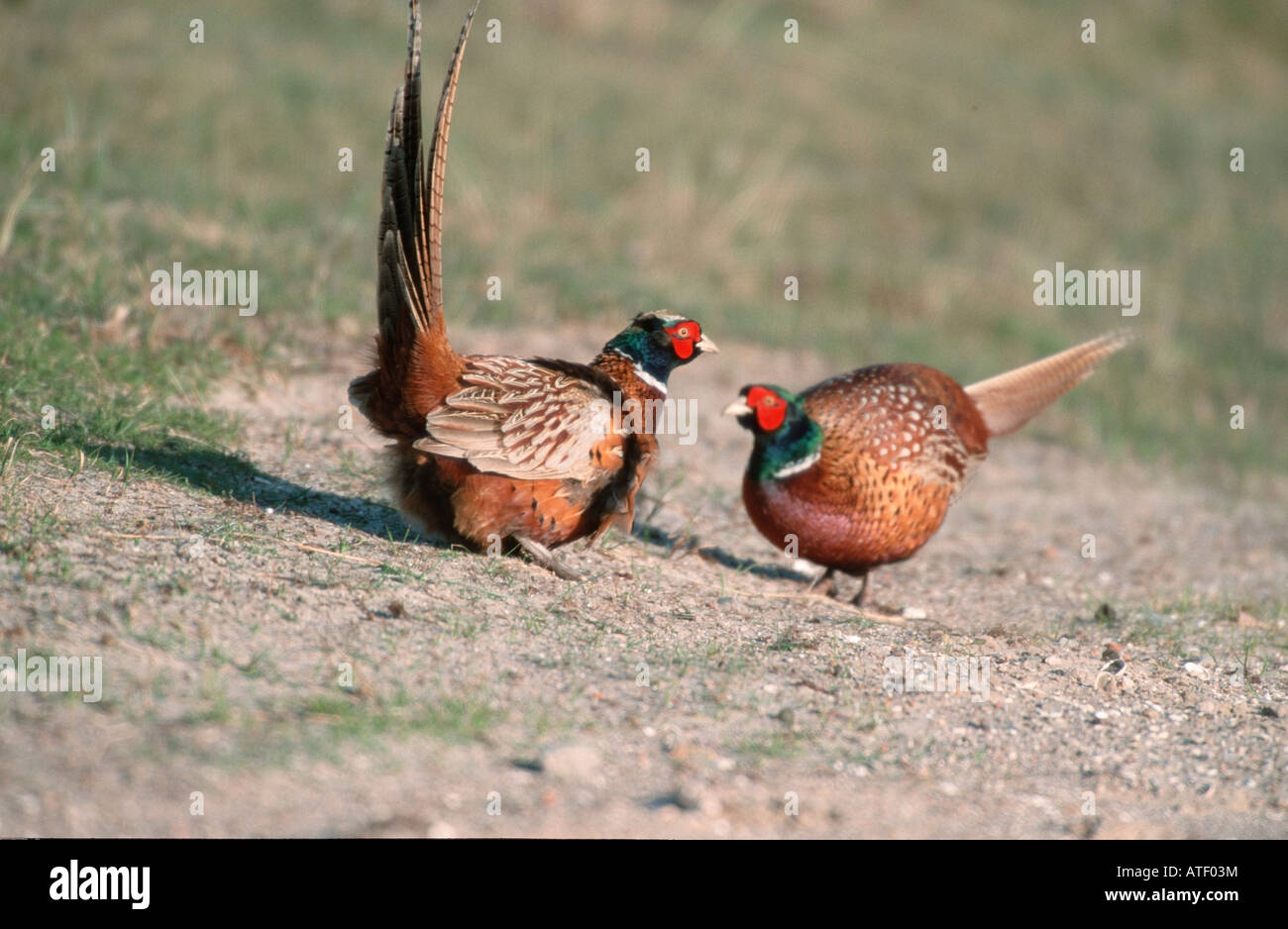 Two male pheasants phasianus hi-res stock photography and images - Alamy