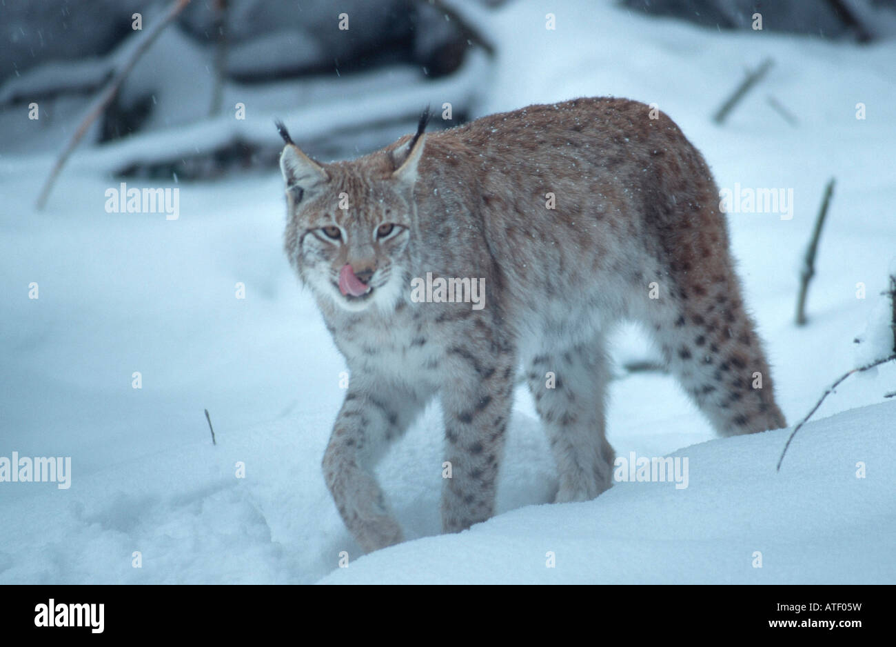 Lynx snow licking hi-res stock photography and images - Alamy