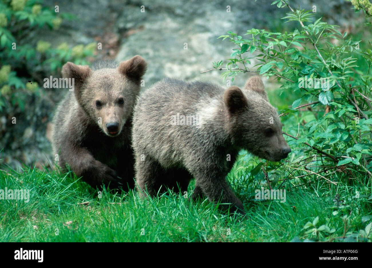 European Brown Bear Stock Photo - Alamy