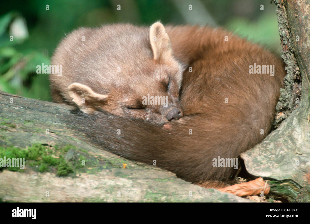 Sleeping marten hi-res stock photography and images - Alamy