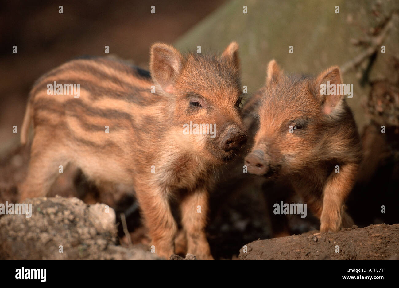 Pair of young boars hi-res stock photography and images - Alamy