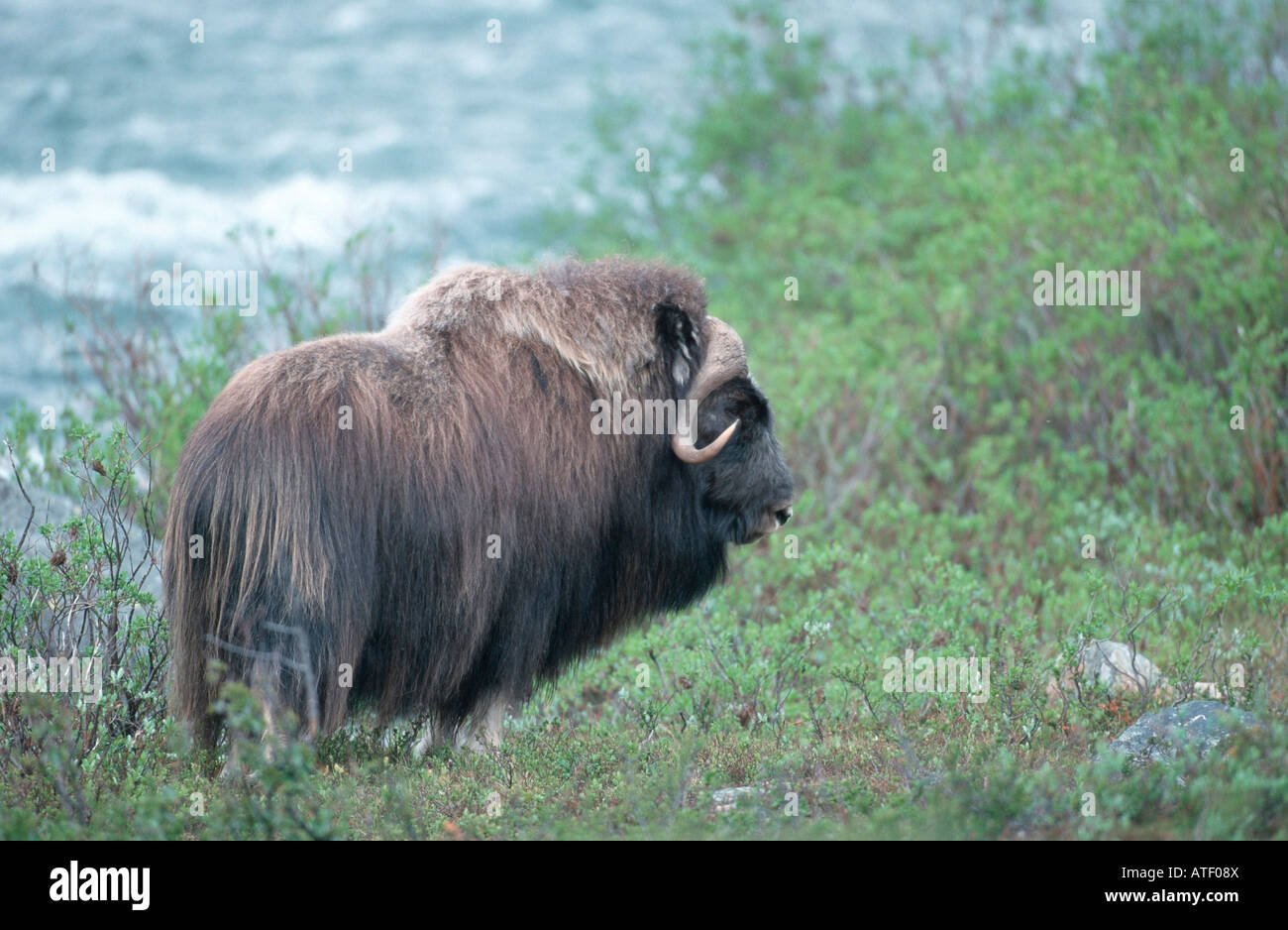 Adult bull muskox ovibos moschatus hi-res stock photography and images ...
