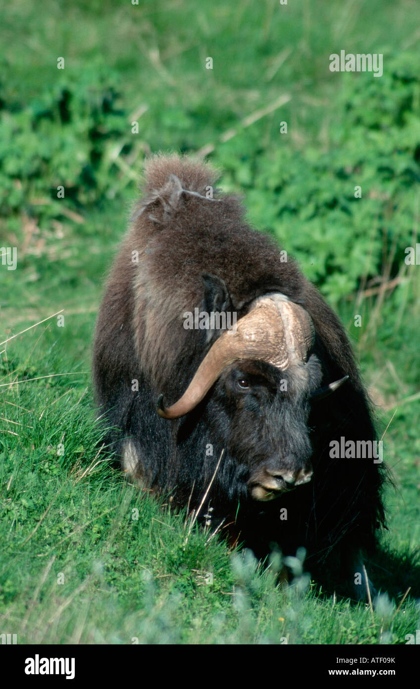 Adult bull muskox ovibos moschatus hi-res stock photography and images ...