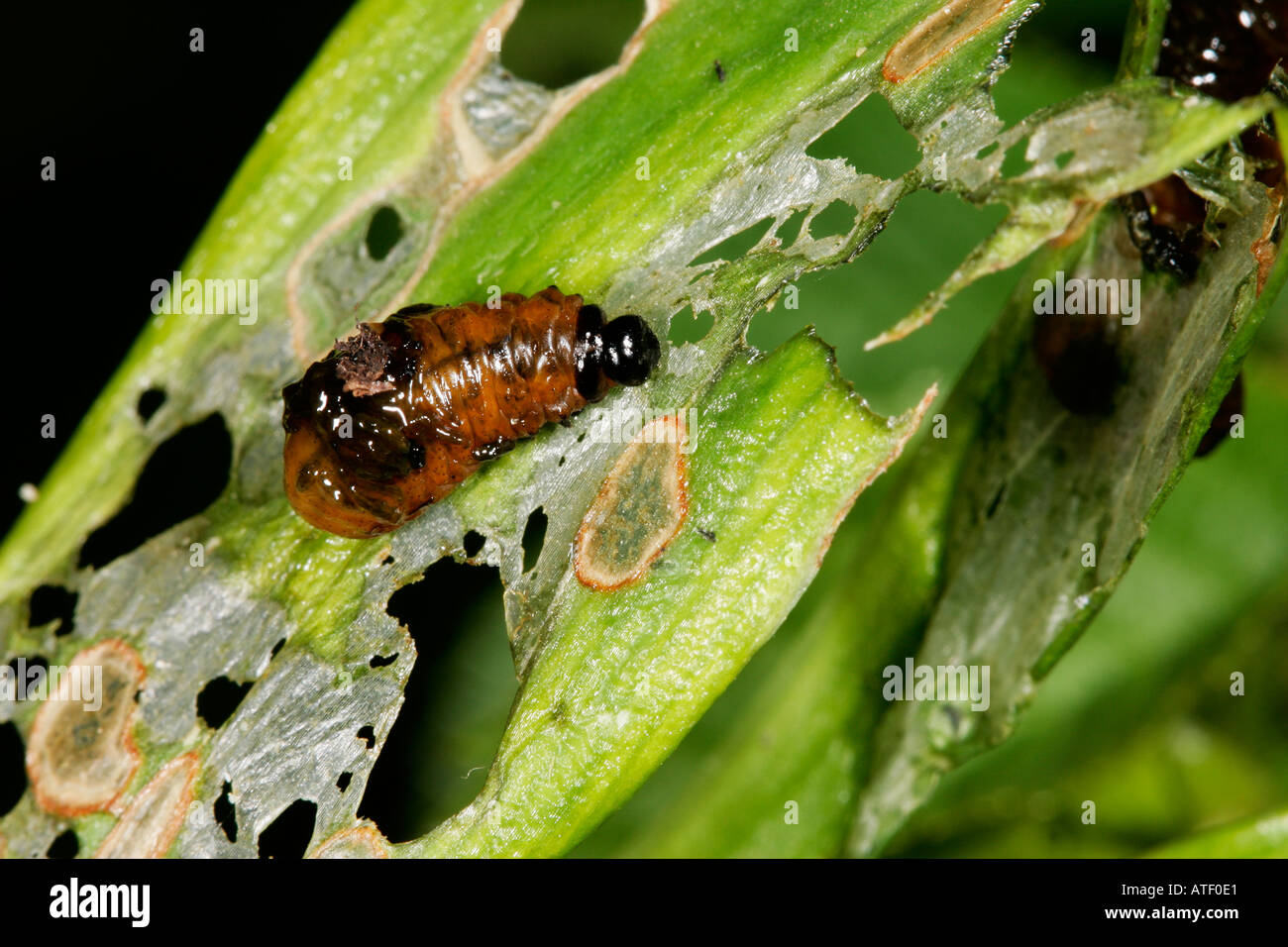 Lili hi-res stock photography and images - Alamy