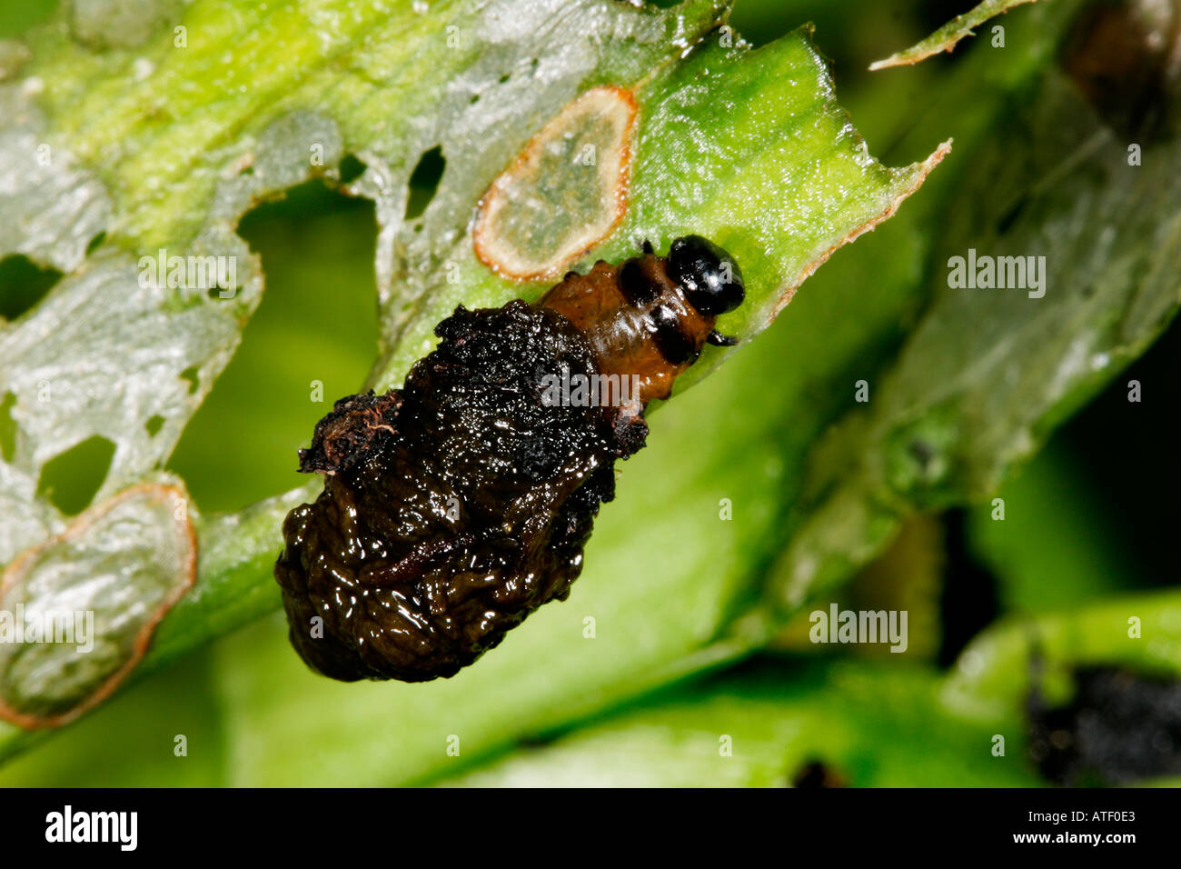 Lily beetle larvae hi-res stock photography and images - Alamy