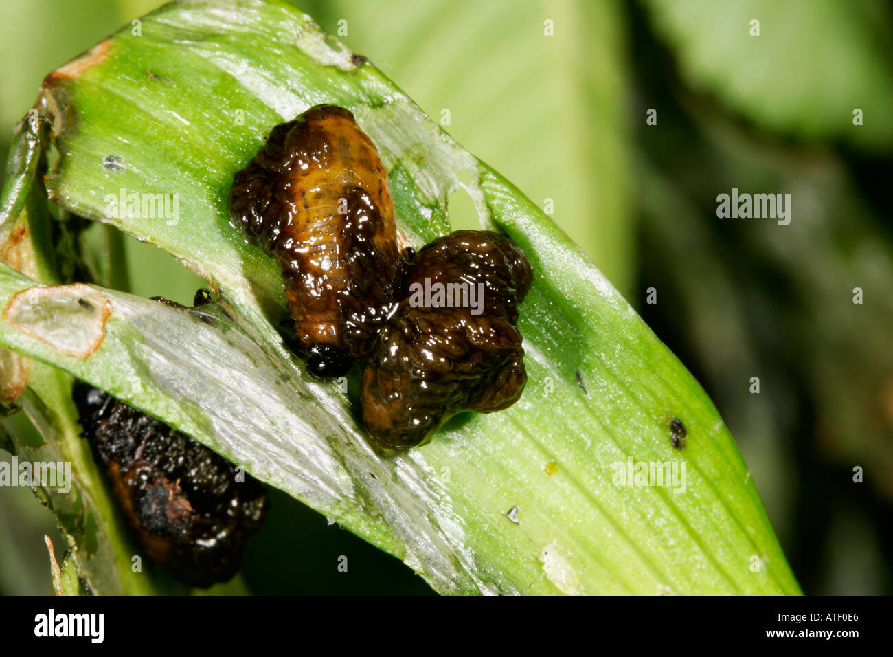 Lilly Beetle Liloceris lili Larvae covered in feces on lilly stem ...