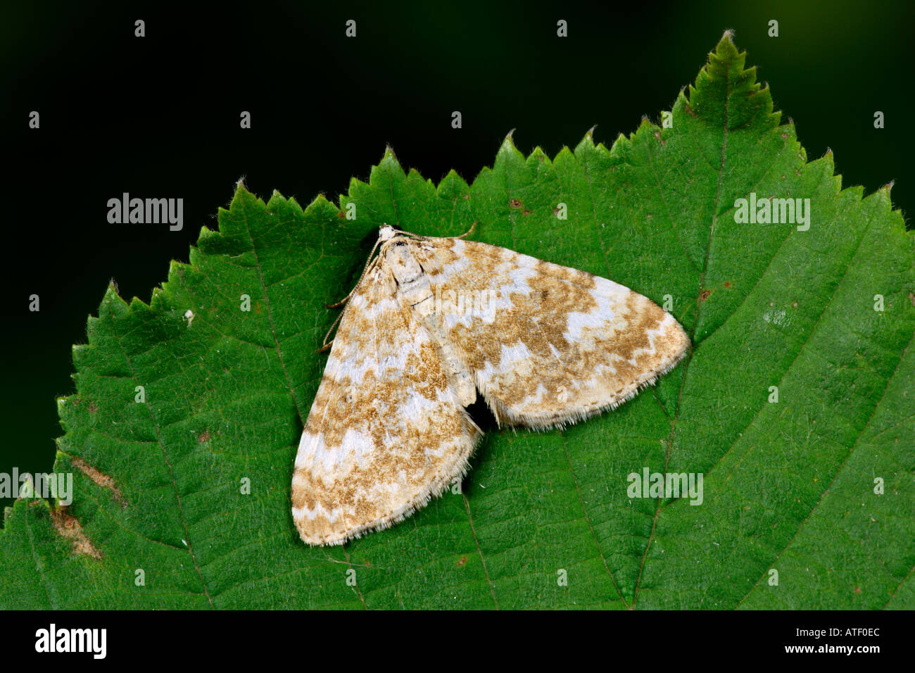 Sandy Carpet (Perizoma flavofasciata) at rest on leaf potton ...