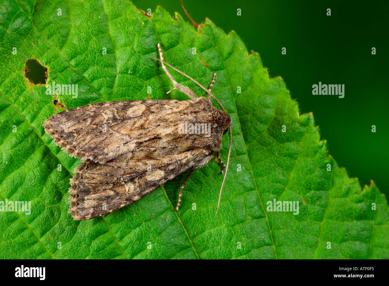 Rustic shoulder knot hi-res stock photography and images - Alamy