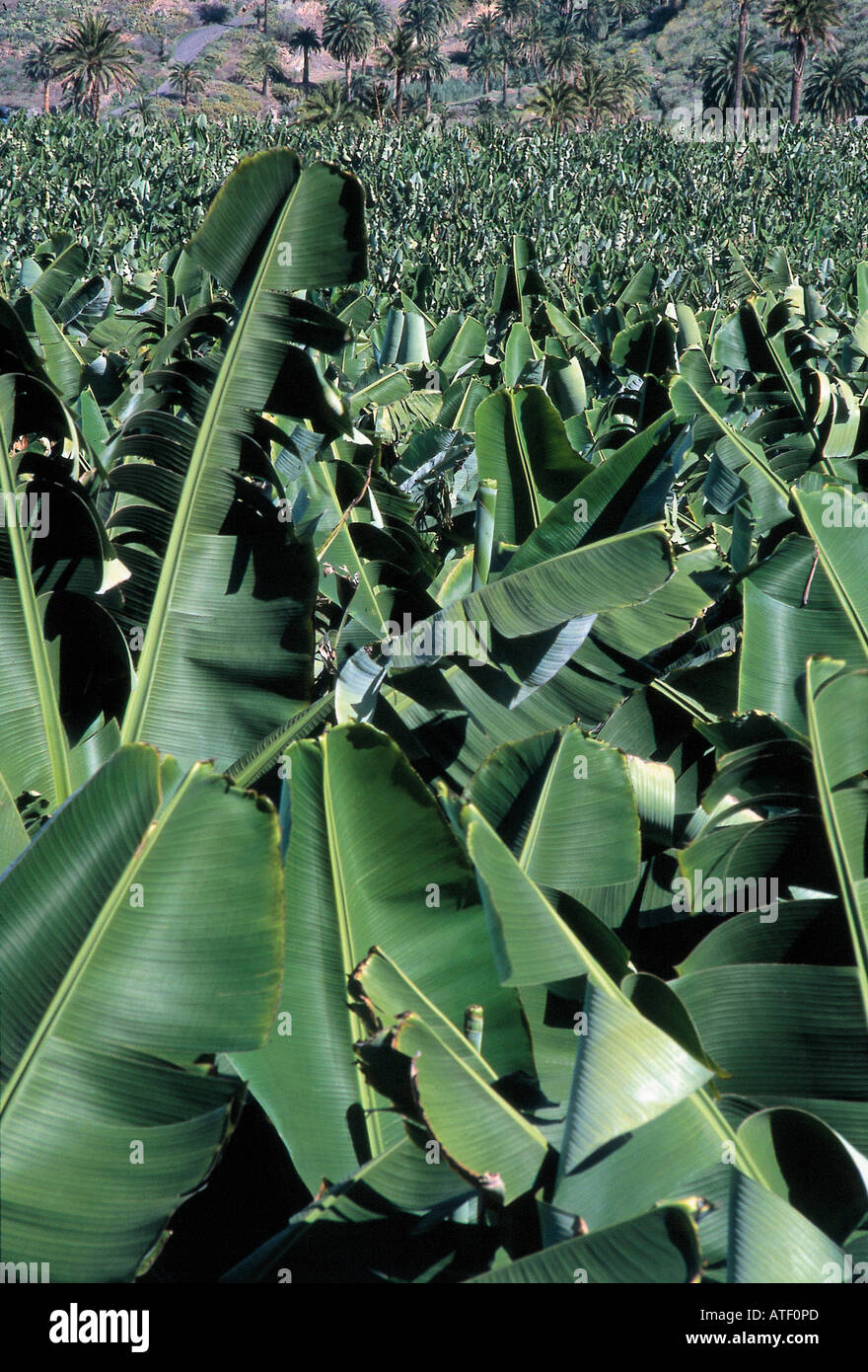 Arucas banana hi-res stock photography and images - Alamy