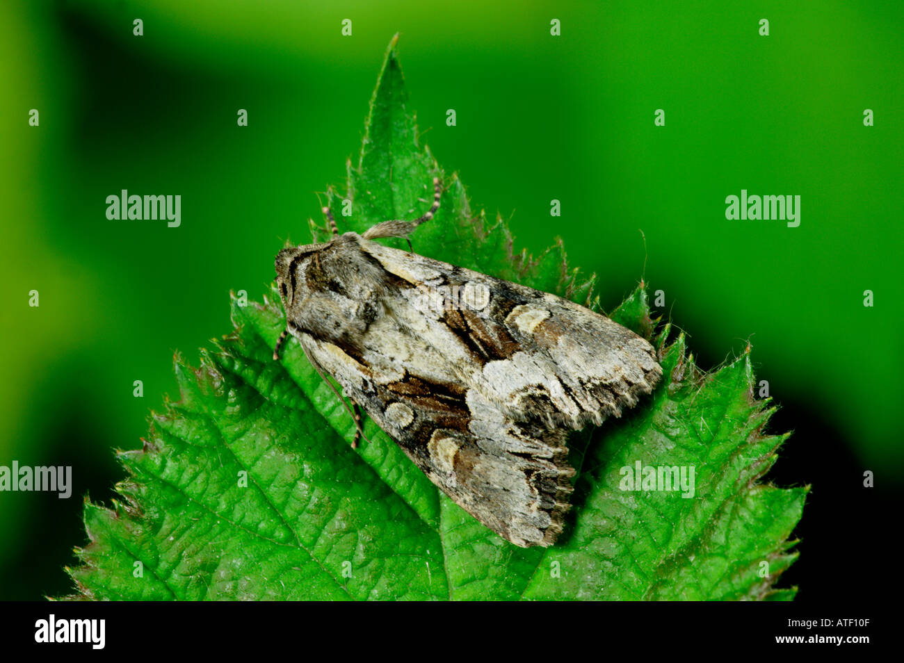 Light Brocade Lacanobia w latinum at rest on leaf potton bedfordshire ...