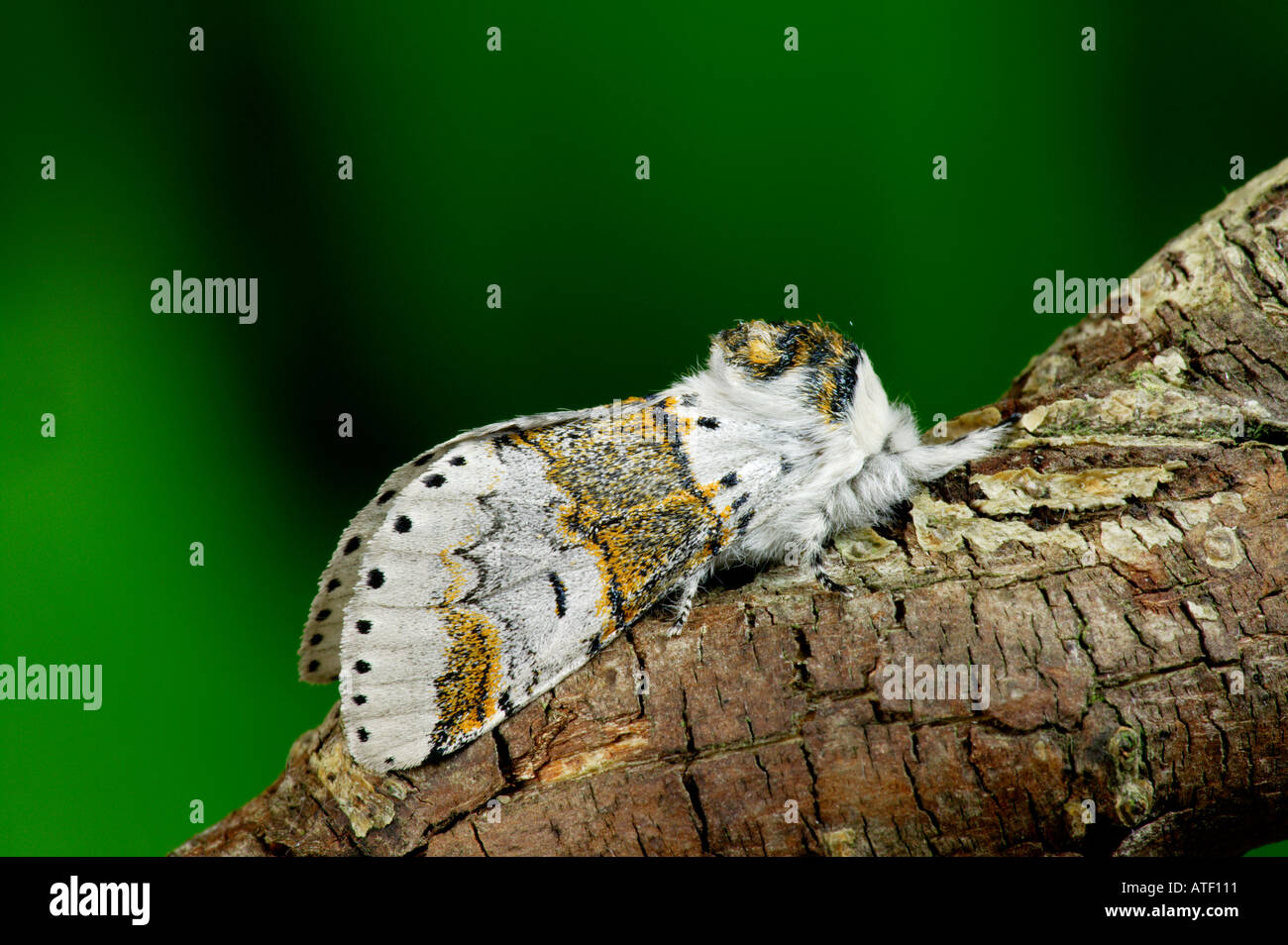 Sallow kitten moth hi-res stock photography and images - Alamy