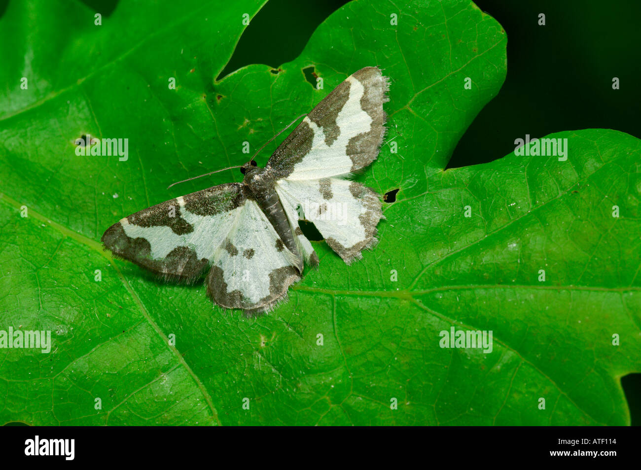Clouded Border Moth High Resolution Stock Photography and Images - Alamy