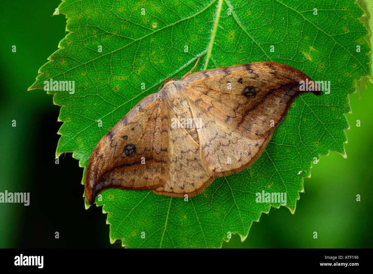 Drepana hi-res stock photography and images - Alamy