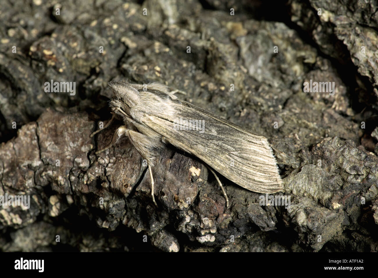 The shark moth hi-res stock photography and images - Alamy