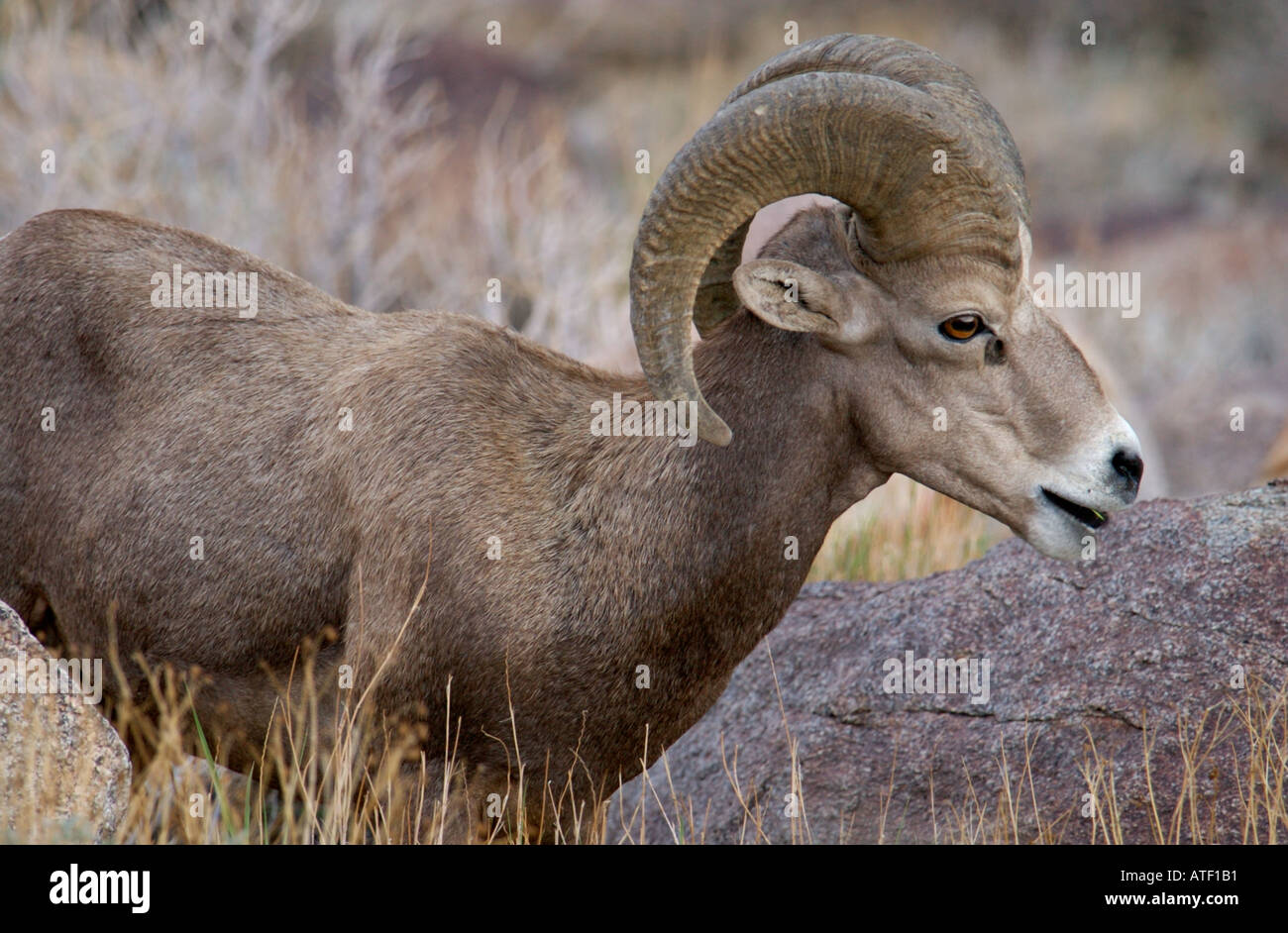 Endangered Peninsular Bighorn Ram Anza Borrego Desert State Park San ...
