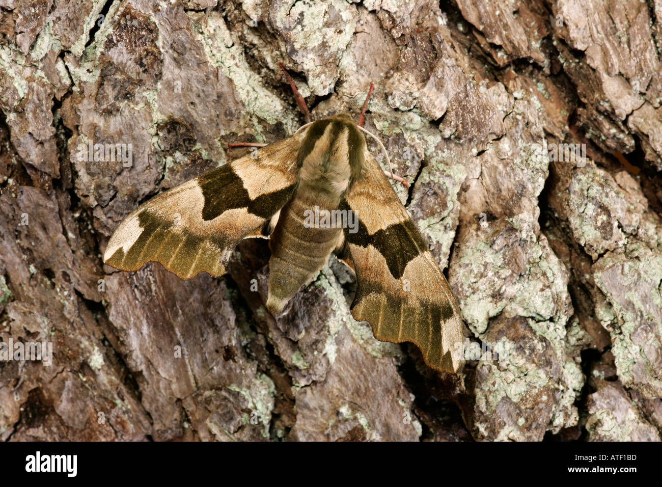 Lime hawk moth hi-res stock photography and images - Alamy