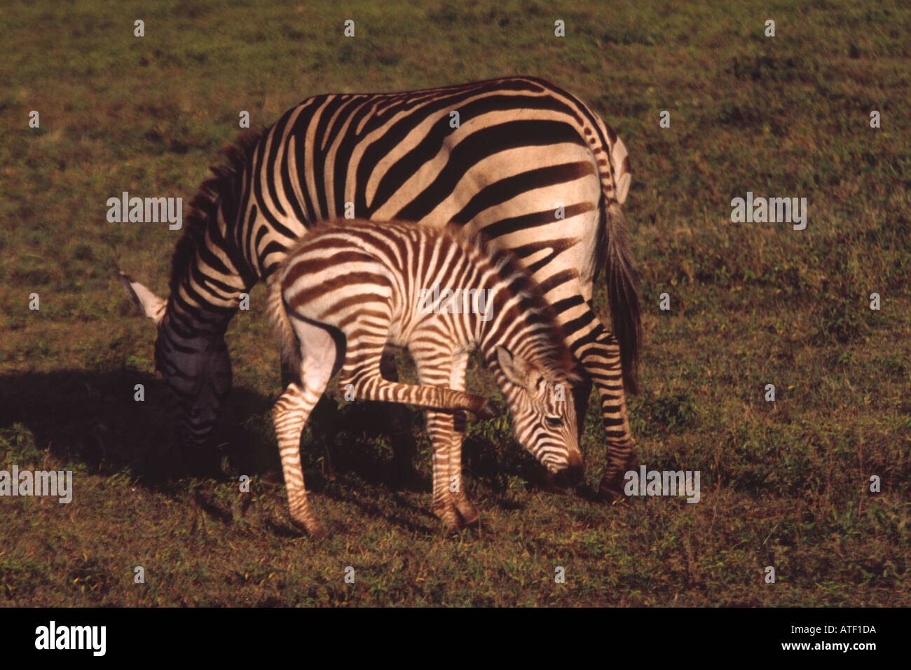 Zebra mare grazing with young foal alongside scratching itself within ...