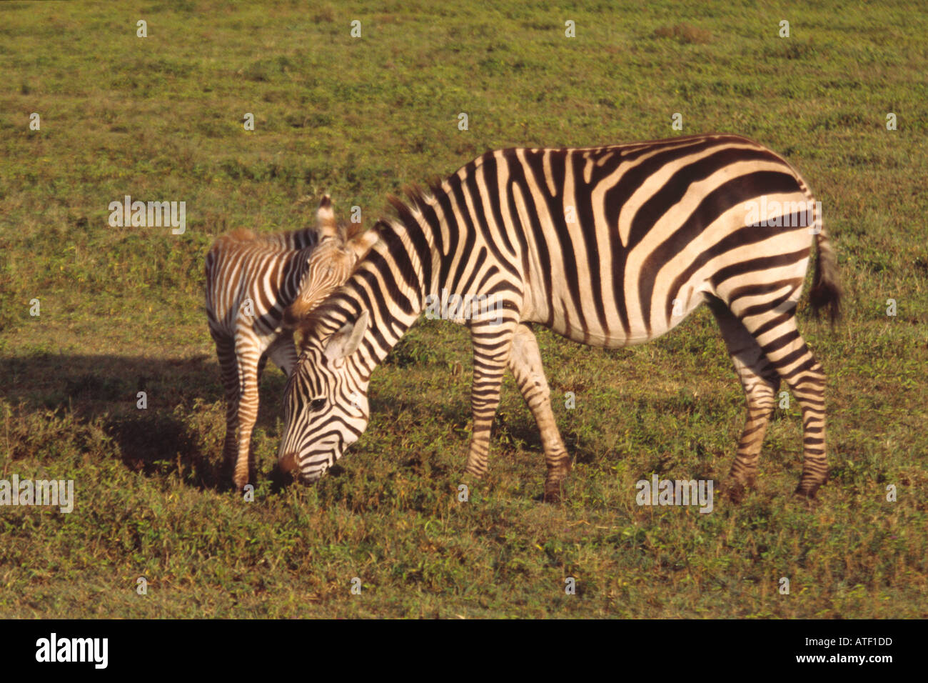 Zebra mare grazing with young foal alongside neck rubbing within the ...