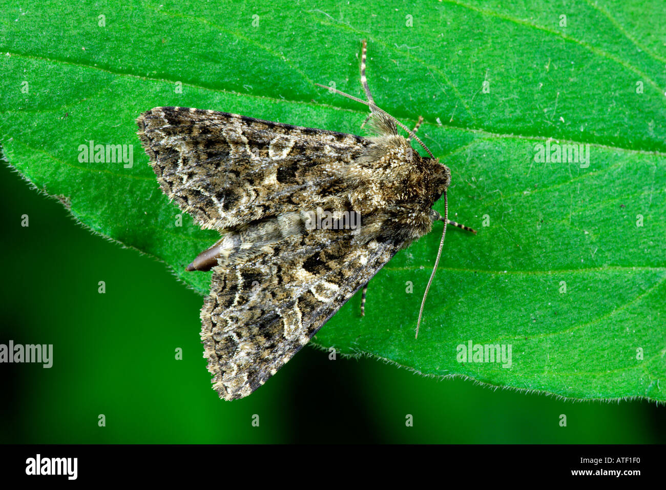 Lychnis hadena bicruris hi-res stock photography and images - Alamy